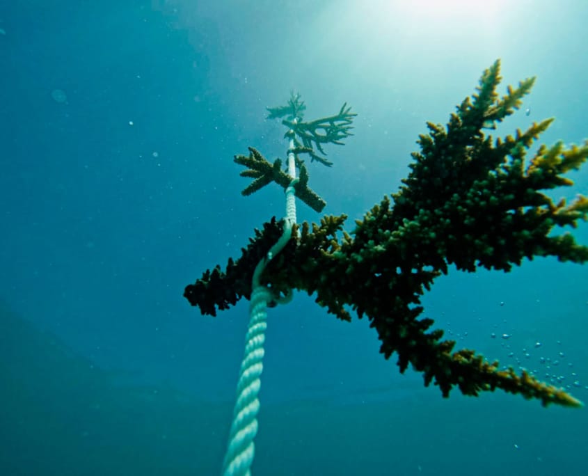 Underwater Coral Gene Bank Tours - Vomo Island Fiji